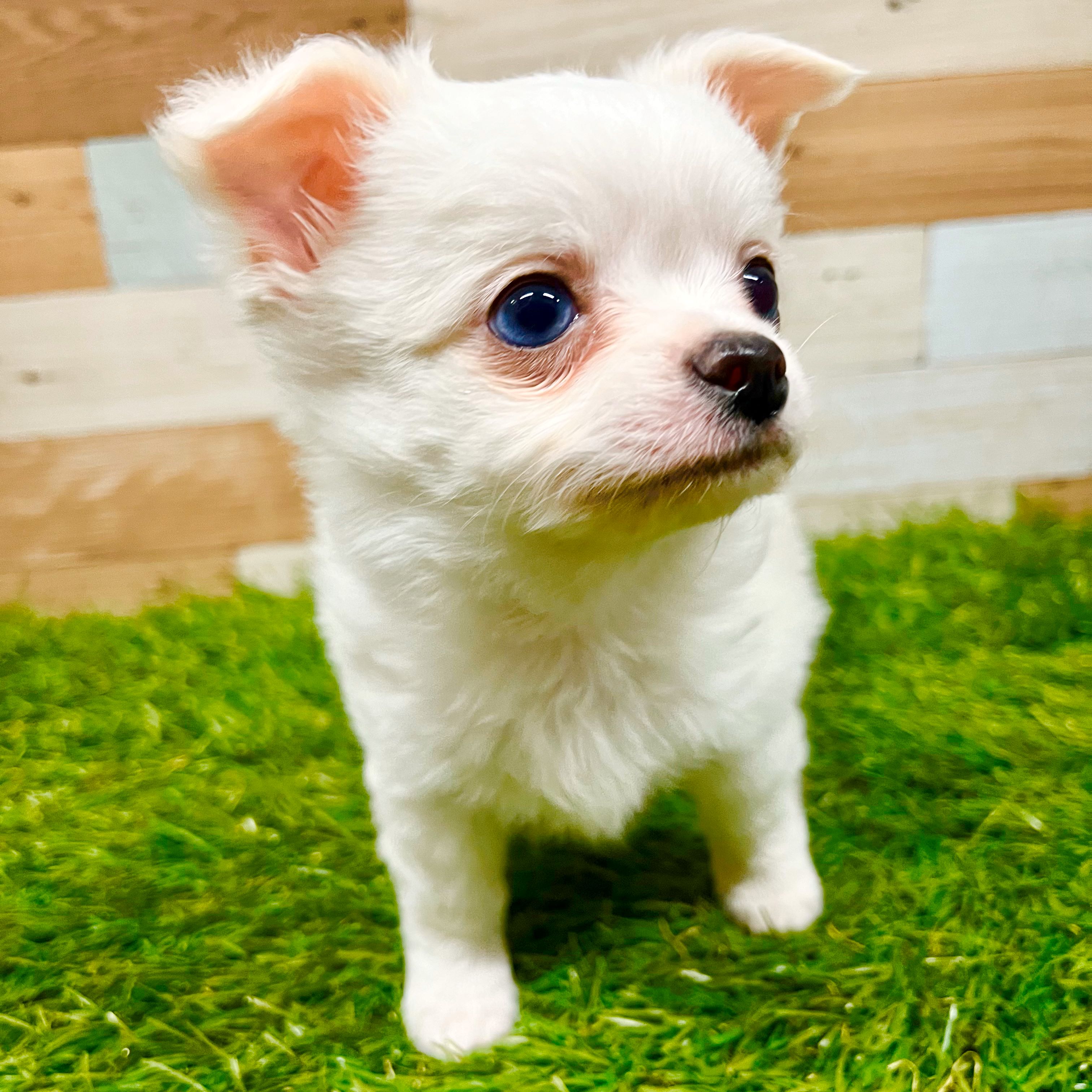 ワンニャンハウス