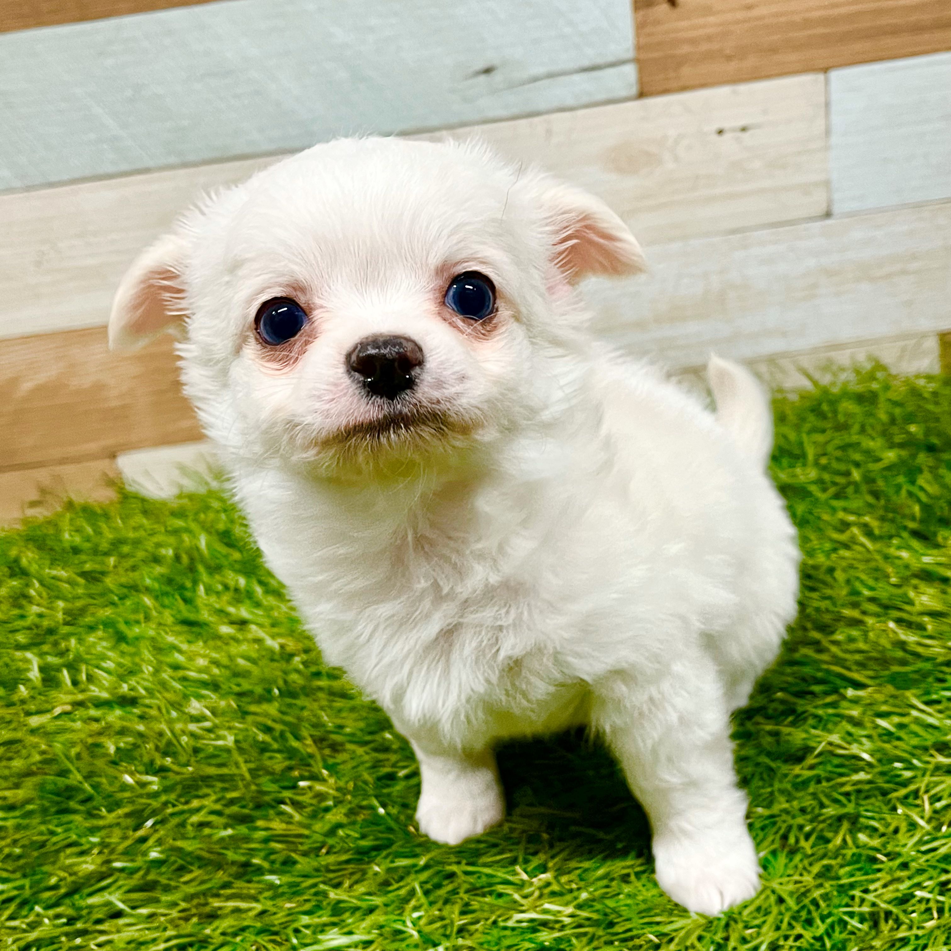 ワンニャンハウス