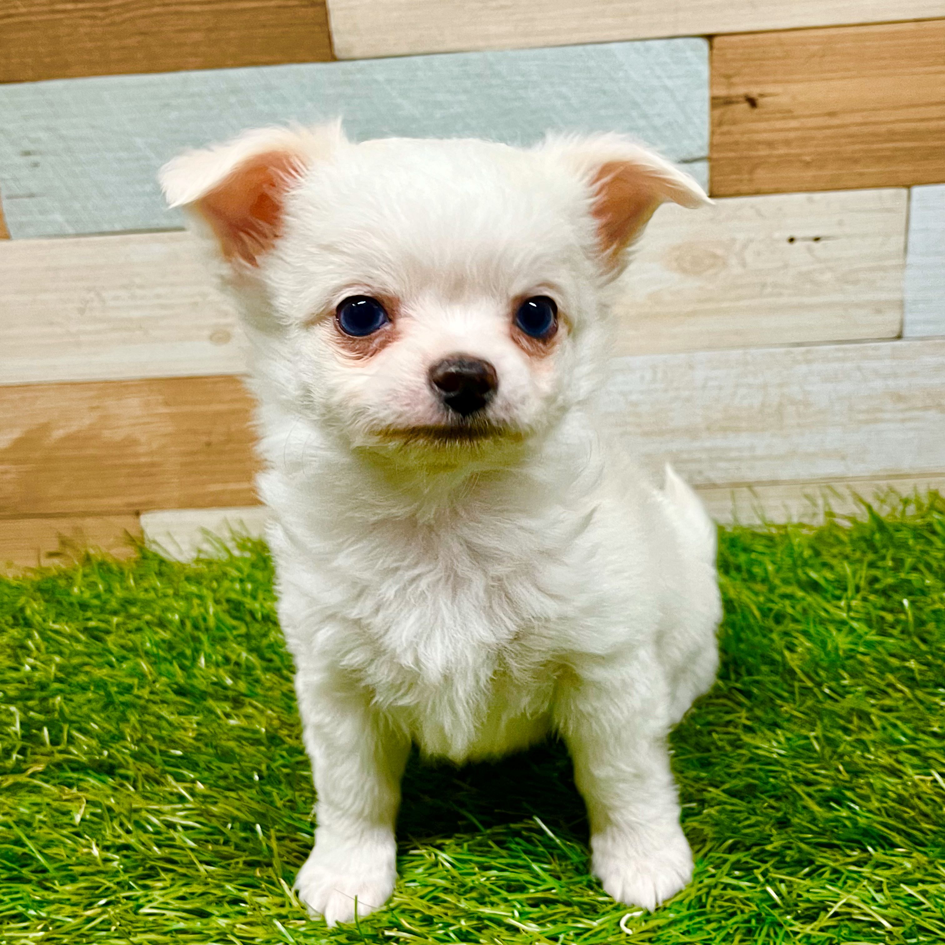 ワンニャンハウス