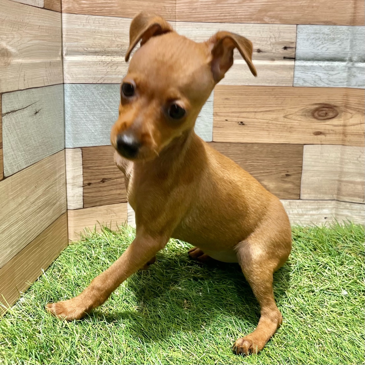 ワンニャンハウス