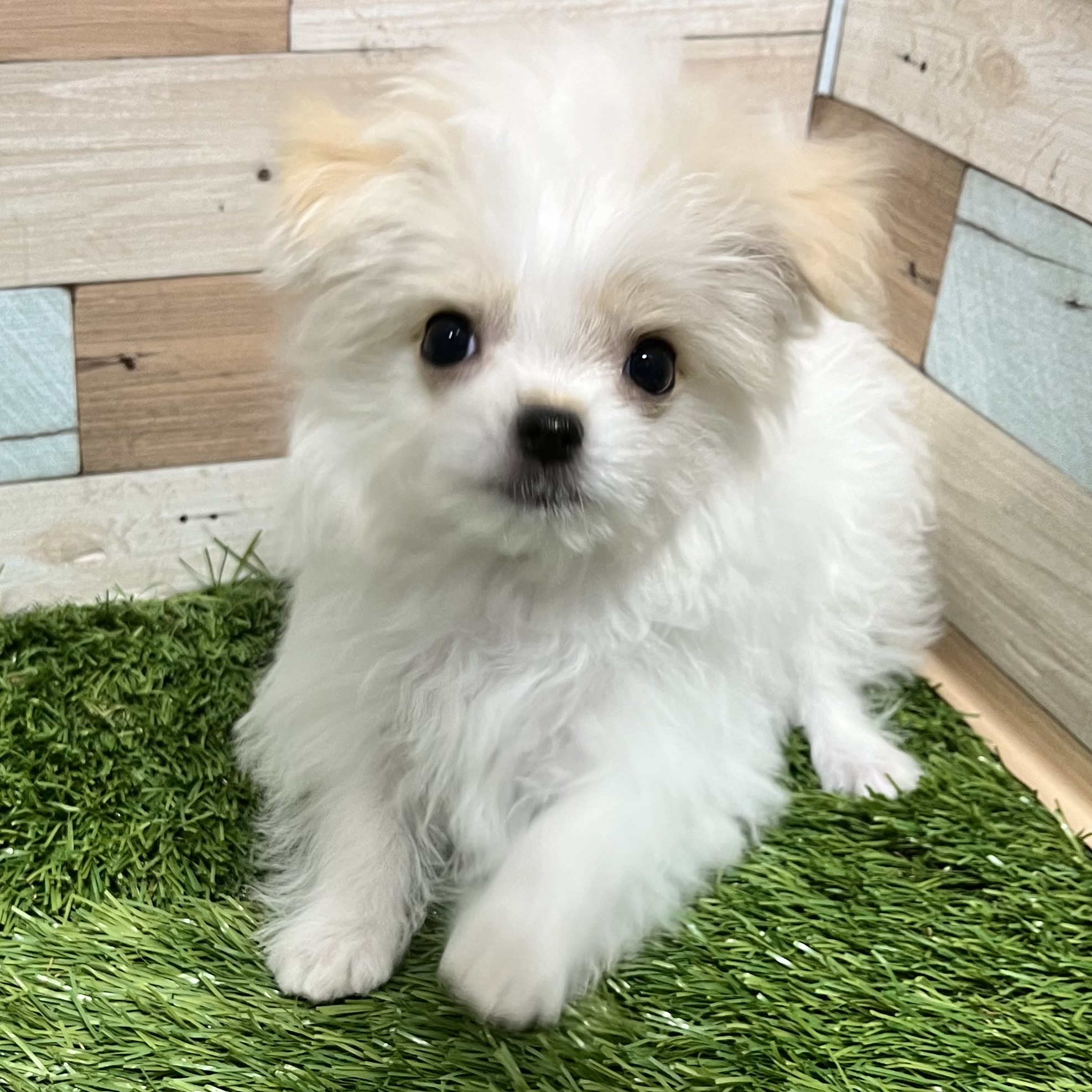 ワンニャンハウス